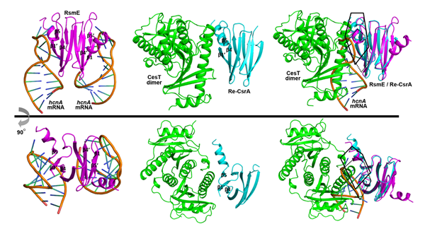 逯光文教授小组在Nature Communications上发表论文——在EPEC和EHEC的致病机制研究中取得重要进展-四川大学 ...